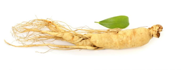 Ginseng | Le guide des plantes