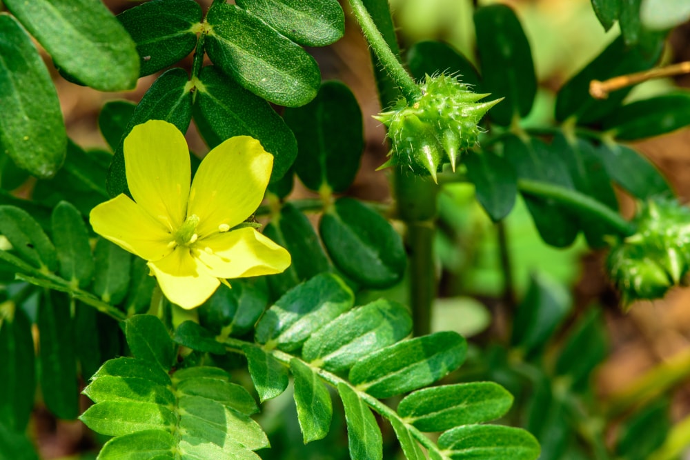 Tribulus | Le guide des plantes