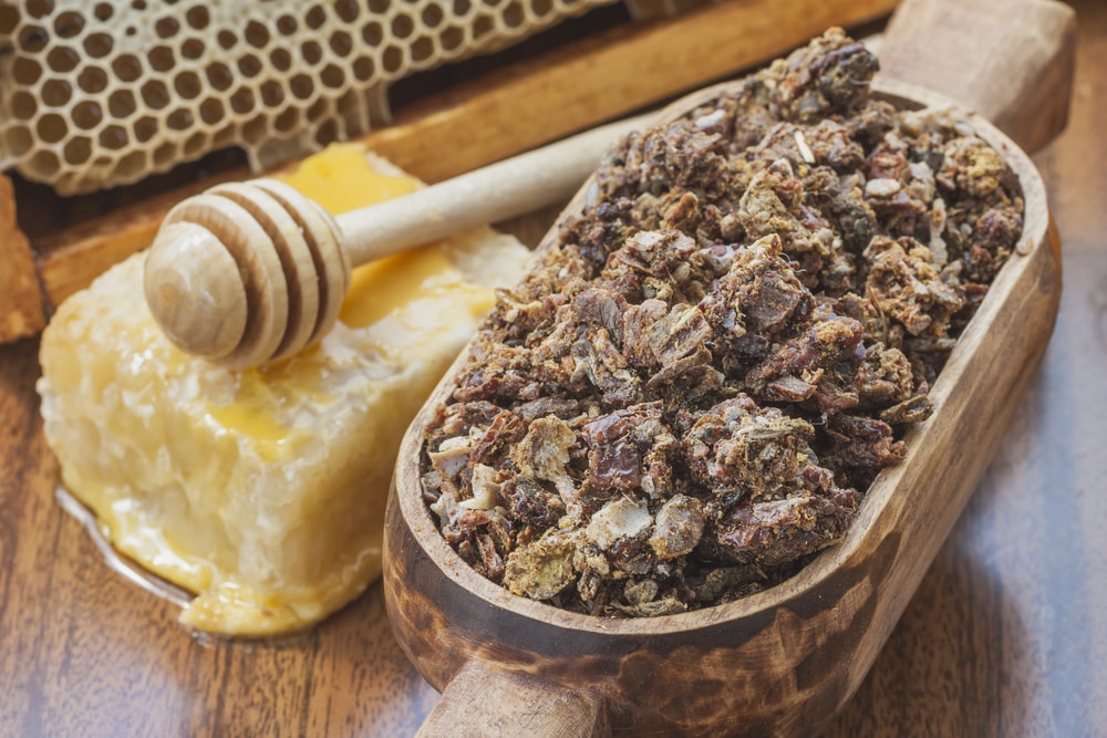Propolis | Le guide des plantes Propolis | Le guide des plantes