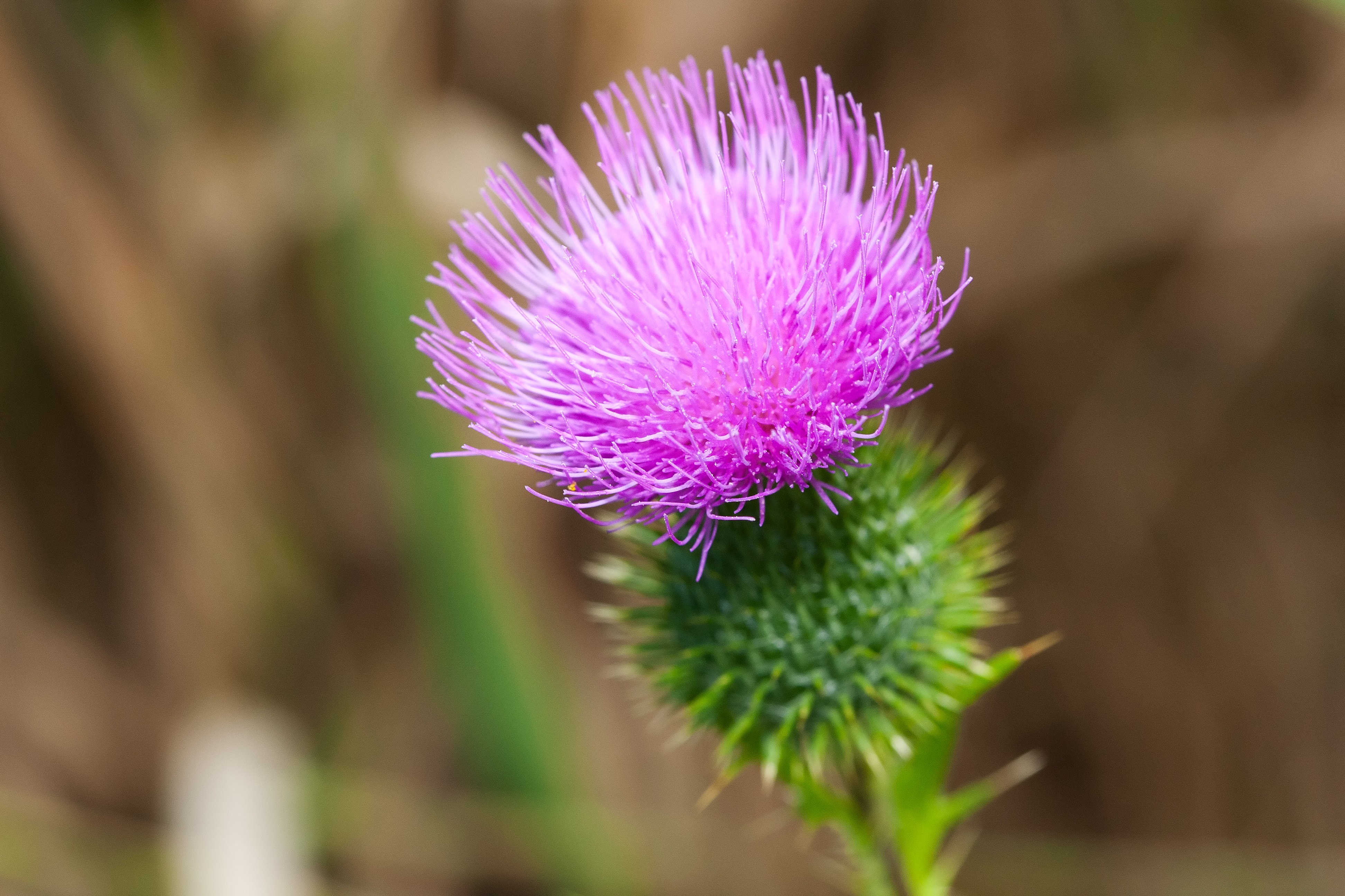 Chardon-Marie | Le guide des plantes