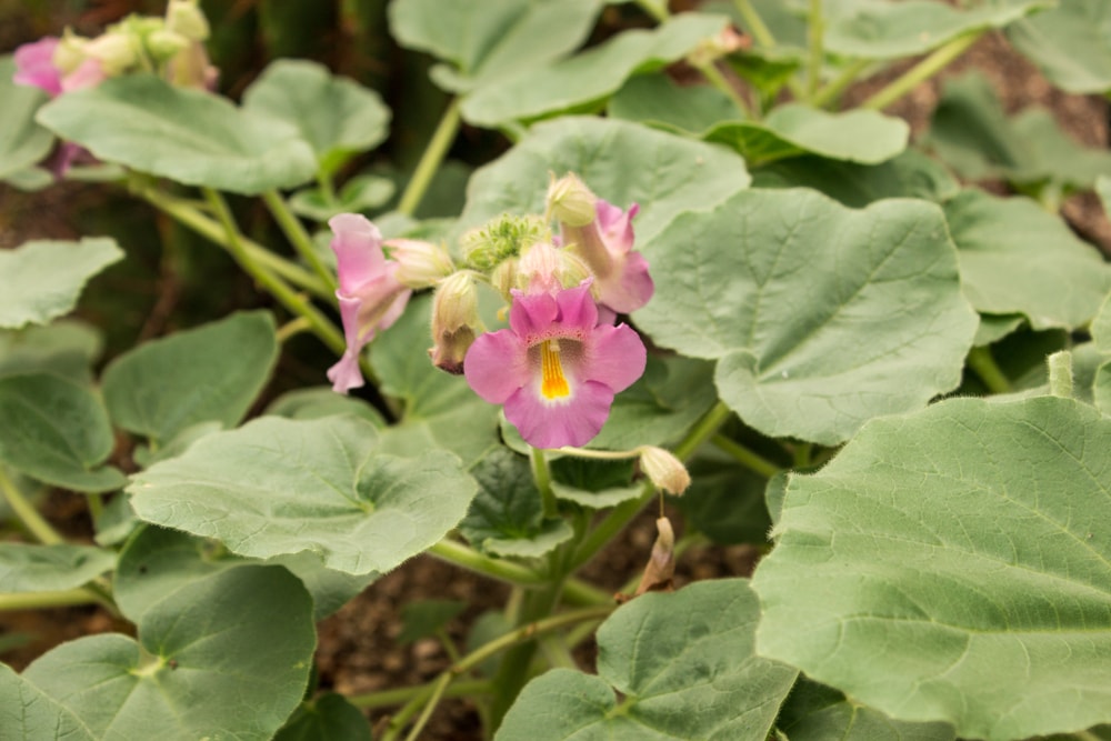 Harpagophytum | Le guide des plantes