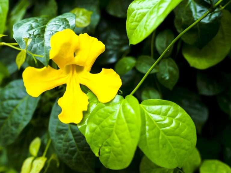 Griffe de chat | Le guide des plantes