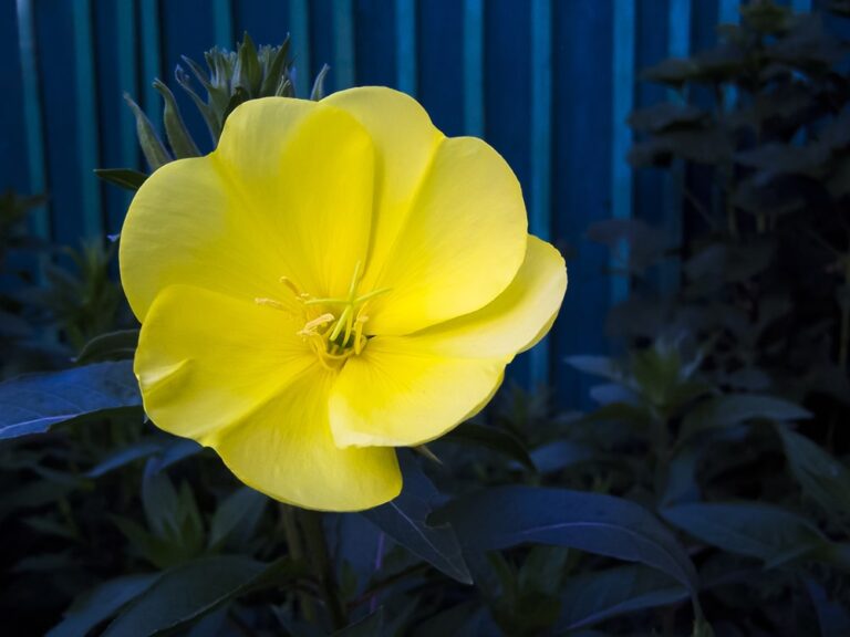 Onagre | Le guide des plantes