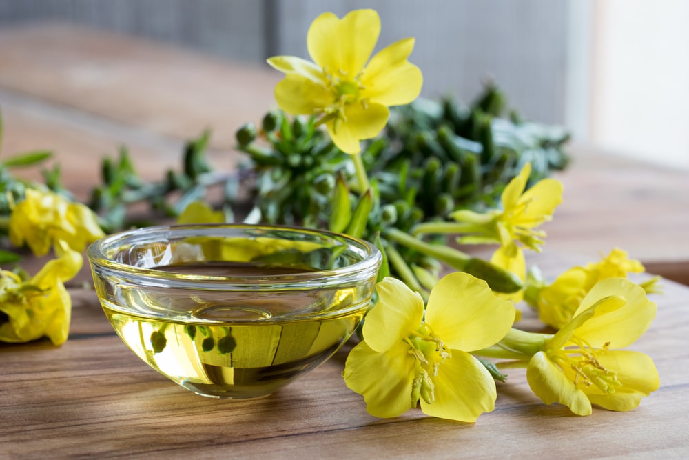 Onagre | Le guide des plantes